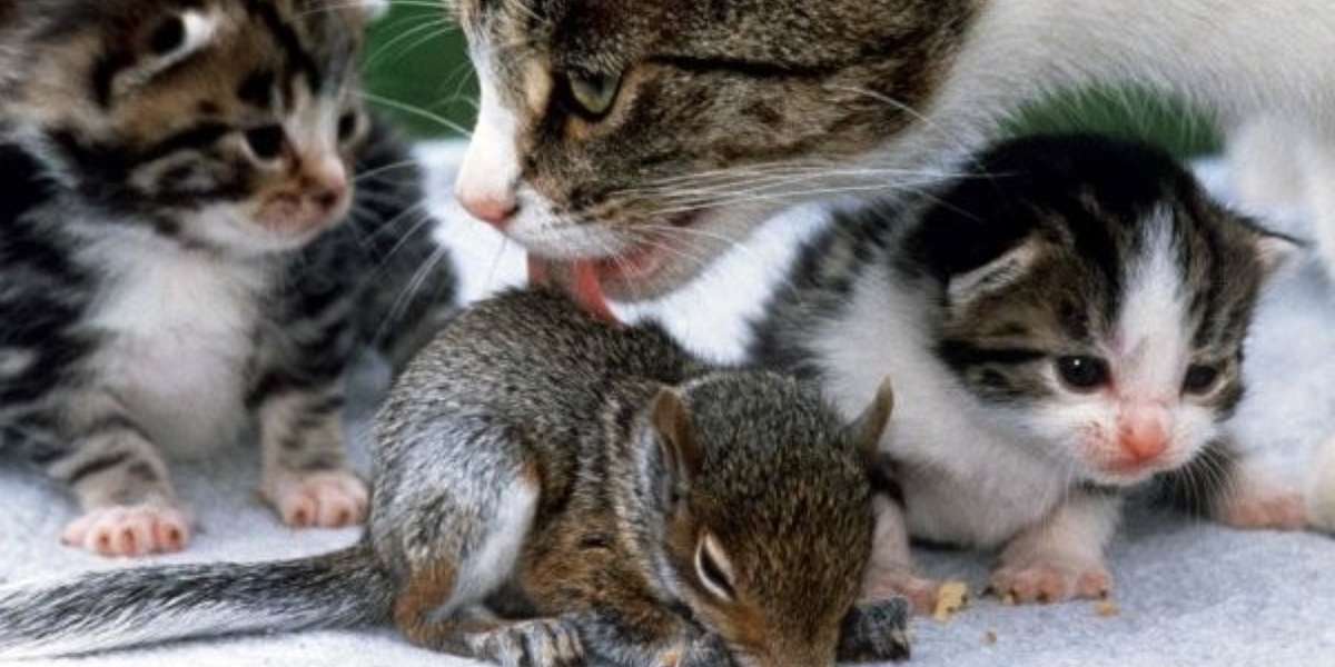 Can A Cat Teach A Squirrel To Purr? - The Dodo