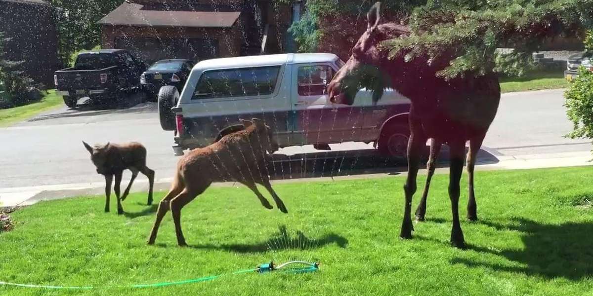 Moose Family Plays In Lawn Sprinklers To Stay Cool - The Dodo