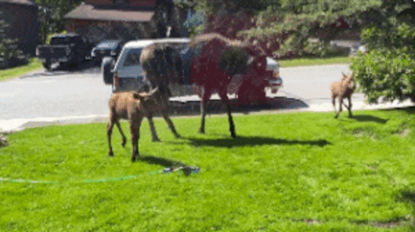 Moose Family Plays In Lawn Sprinklers To Stay Cool - The Dodo