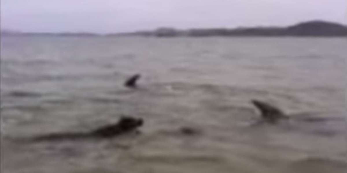 World's Luckiest Puppy Befriends Pod Of Playful Dolphins - The Dodo