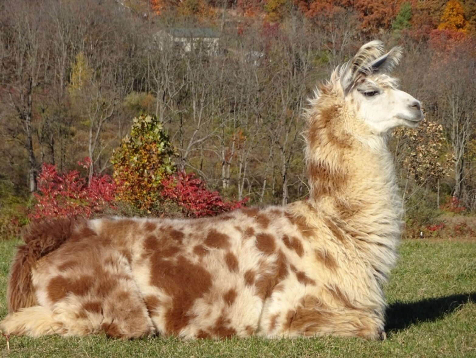 Llama Has Been Nuzzling Her Favorite Barn Cat For Years - The Dodo