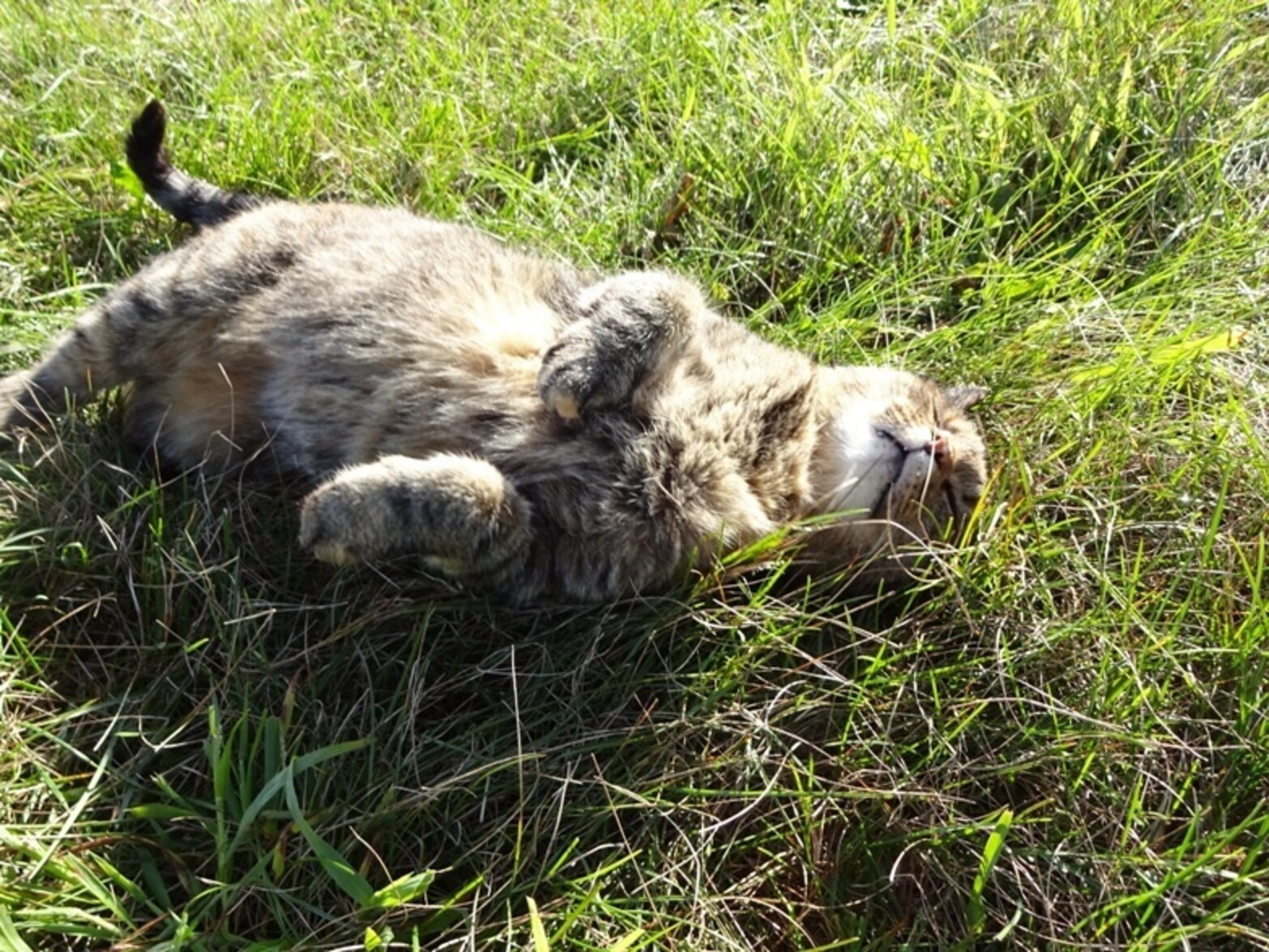 Llama Has Been Nuzzling Her Favorite Barn Cat For Years - The Dodo