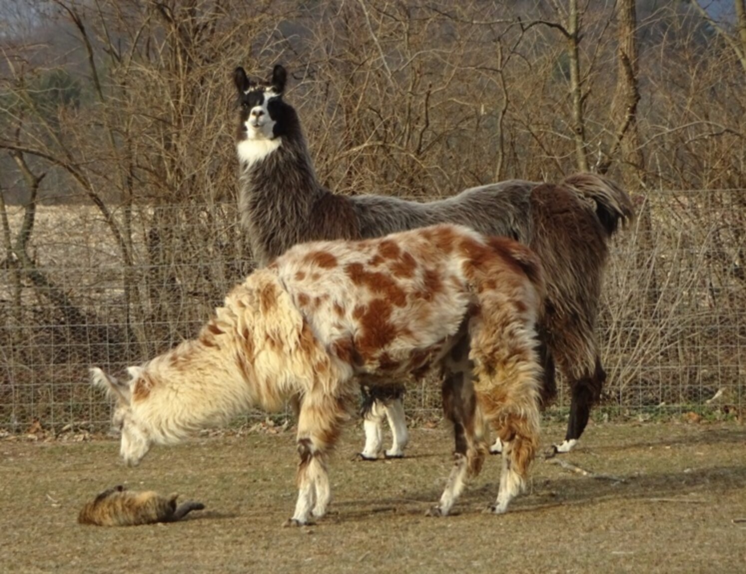 Llama Has Been Nuzzling Her Favorite Barn Cat For Years - The Dodo