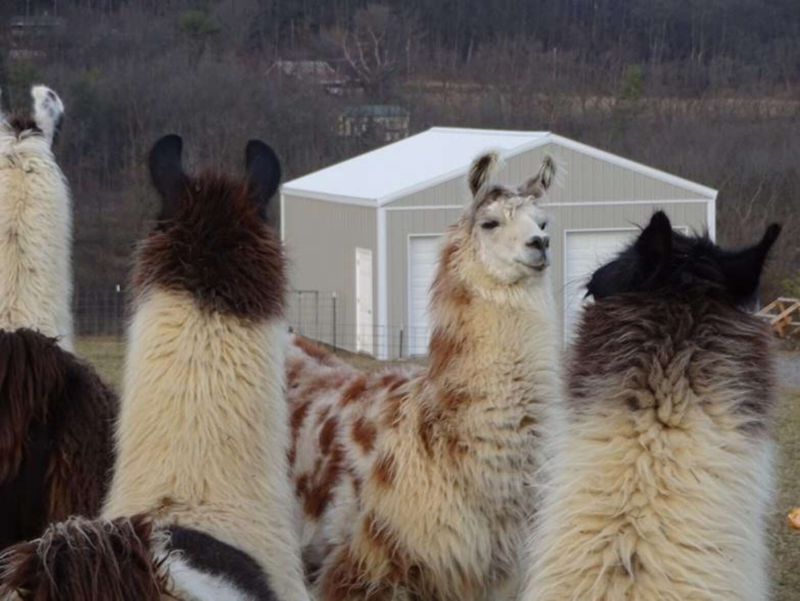 Llama Has Been Nuzzling Her Favorite Barn Cat For Years The Dodo llama-has-been-nuzzling-her-favorite-barn-cat-for-years-the-dodo