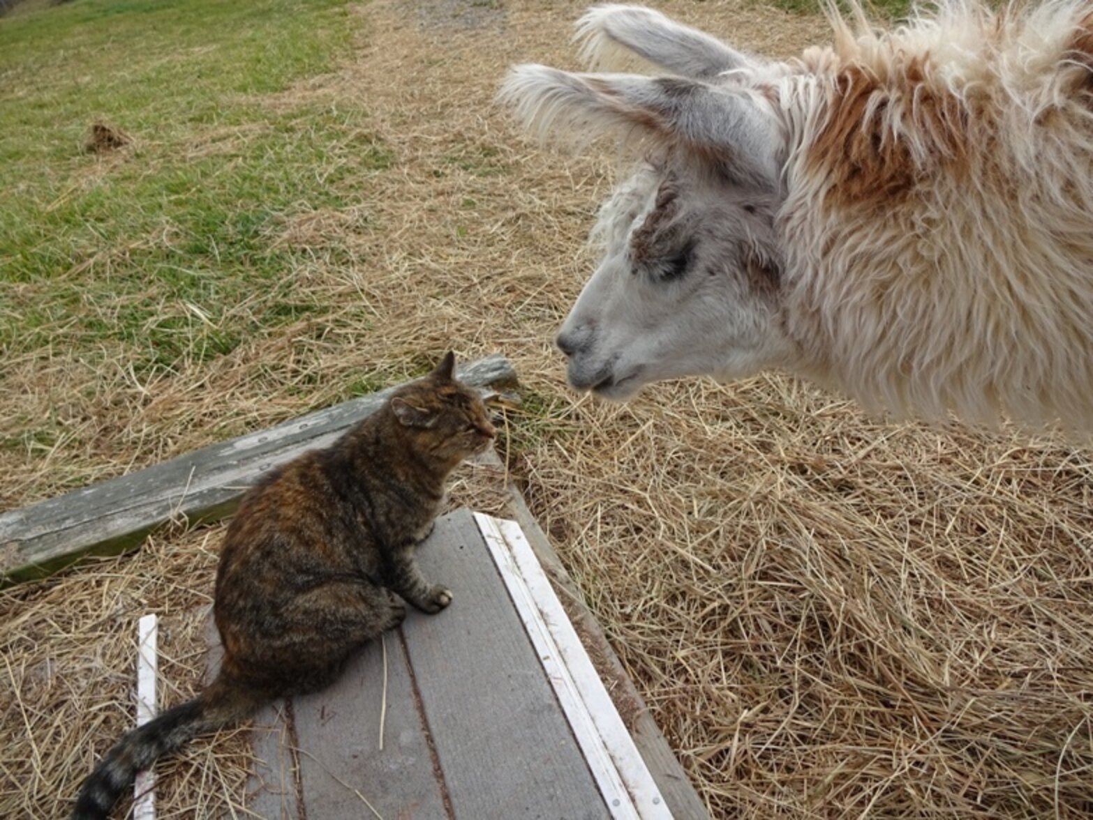 Llama Has Been Nuzzling Her Favorite Barn Cat For Years - The Dodo