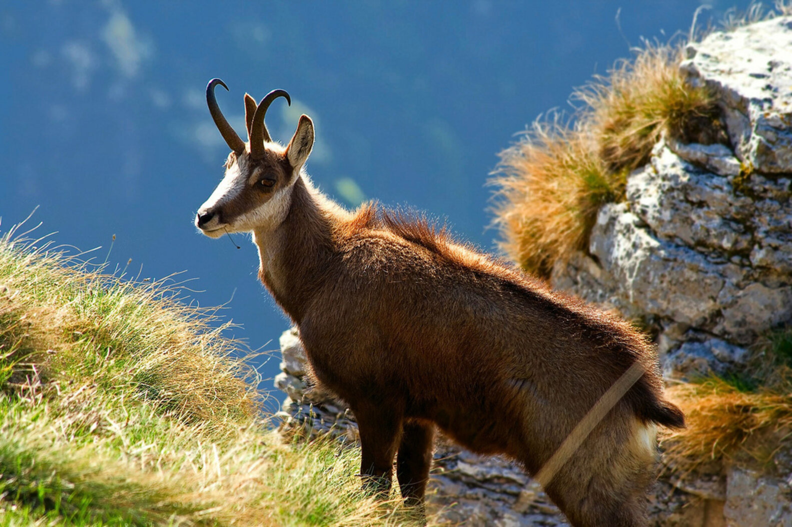 The Best Places To See Unique Wildlife In Europe - The Dodo