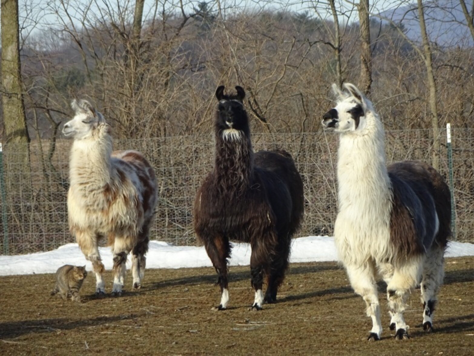 Llama Has Been Nuzzling Her Favorite Barn Cat For Years - The Dodo