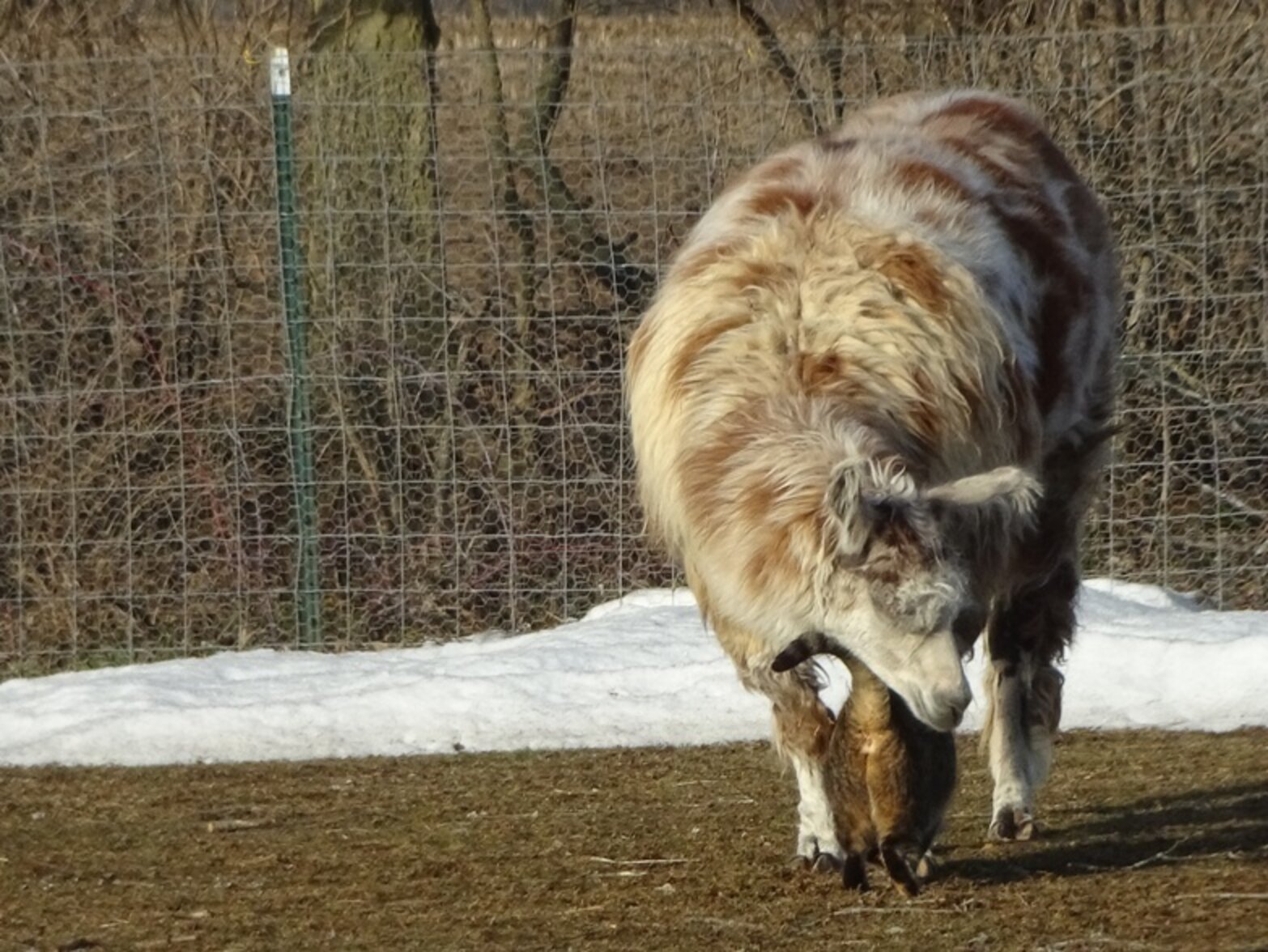 Llama Has Been Nuzzling Her Favorite Barn Cat For Years - The Dodo