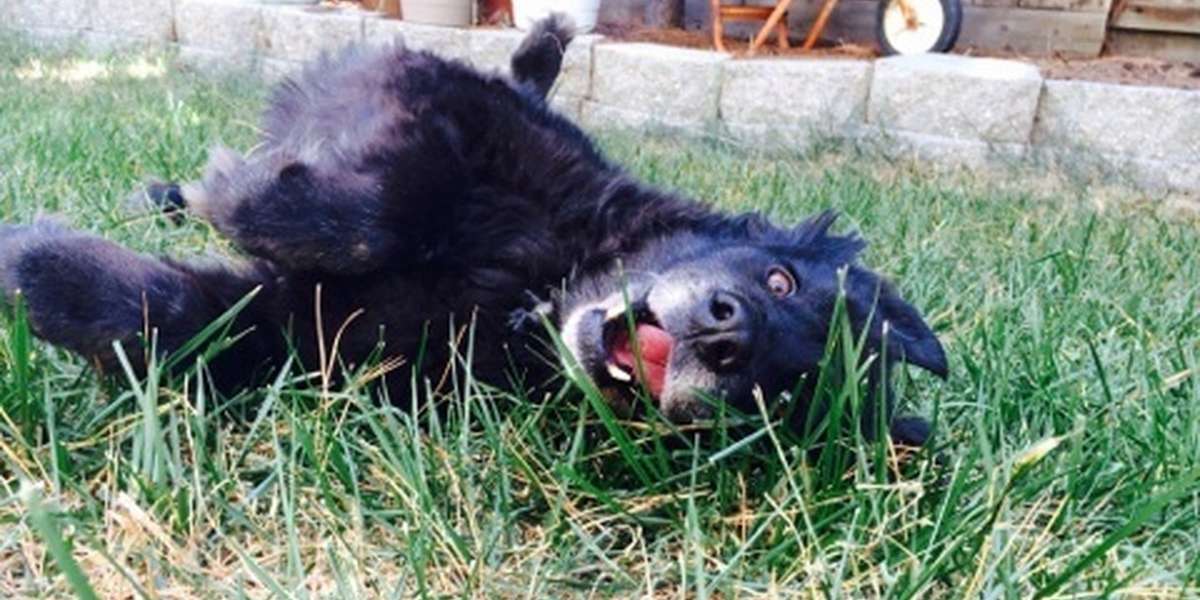 The 6 Stages Of Taking Your Dog Outside - The Dodo