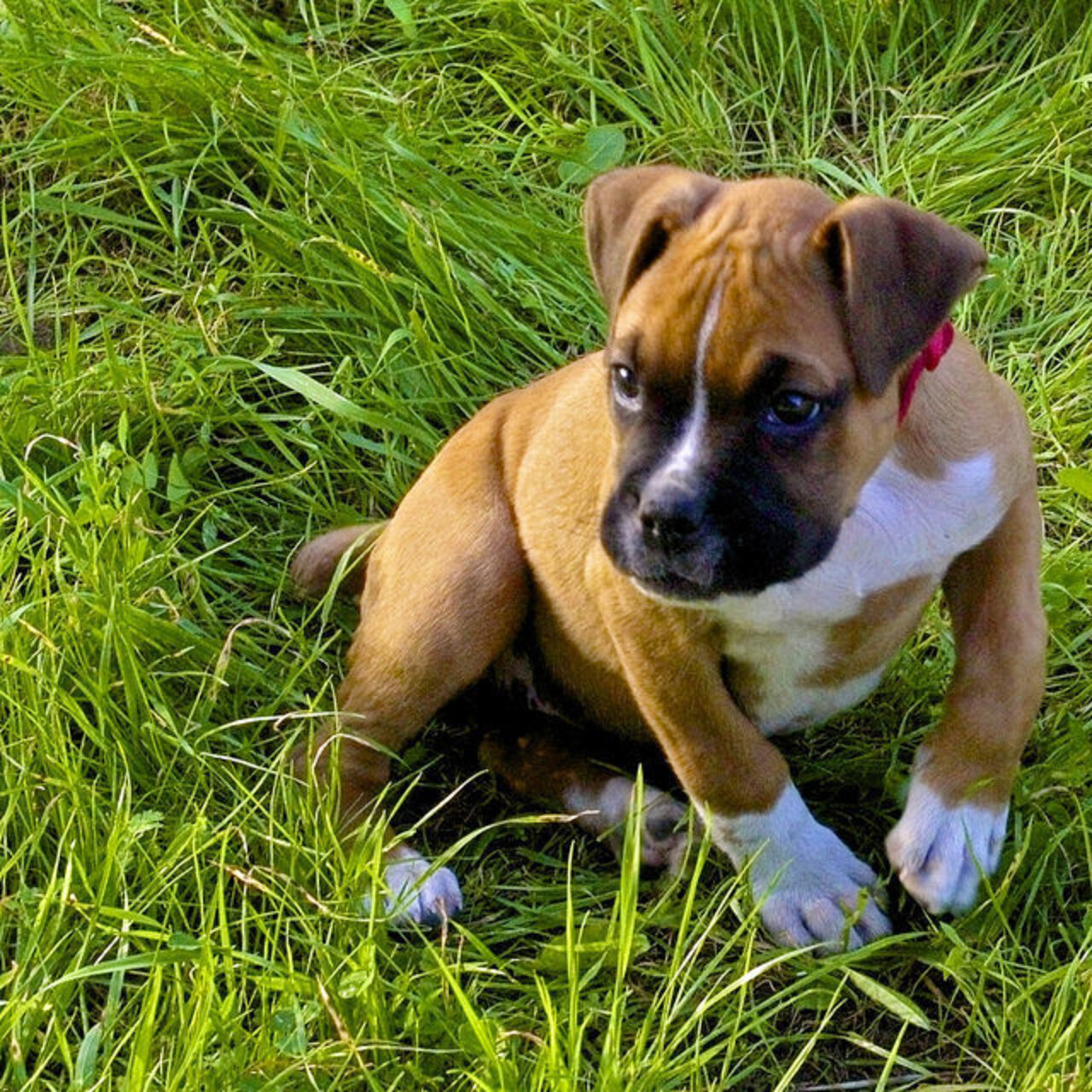 The 6 Stages Of Taking Your Dog Outside - The Dodo