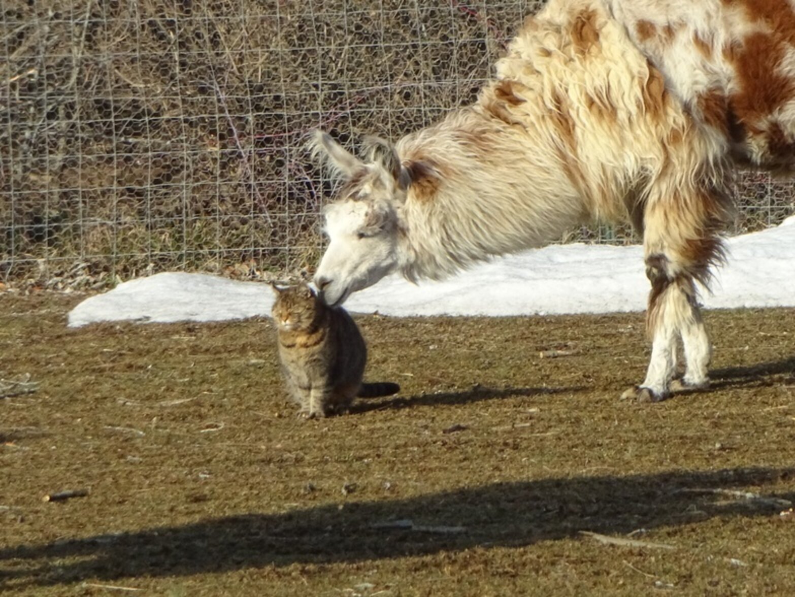Llama Has Been Nuzzling Her Favorite Barn Cat For Years - The Dodo