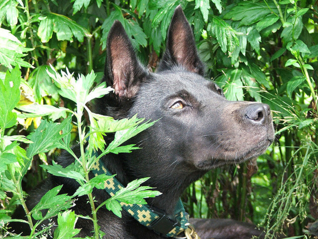 The 6 Stages Of Taking Your Dog Outside - The Dodo