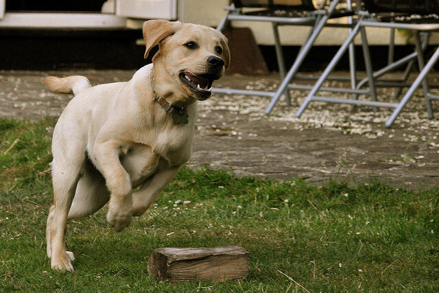 The 6 Stages Of Taking Your Dog Outside - The Dodo