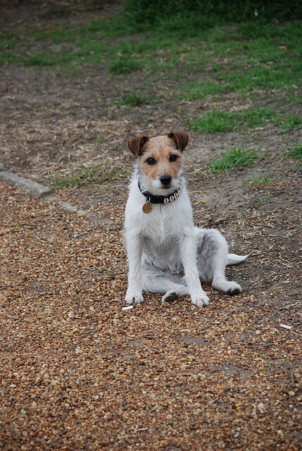 The 6 Stages Of Taking Your Dog Outside - The Dodo