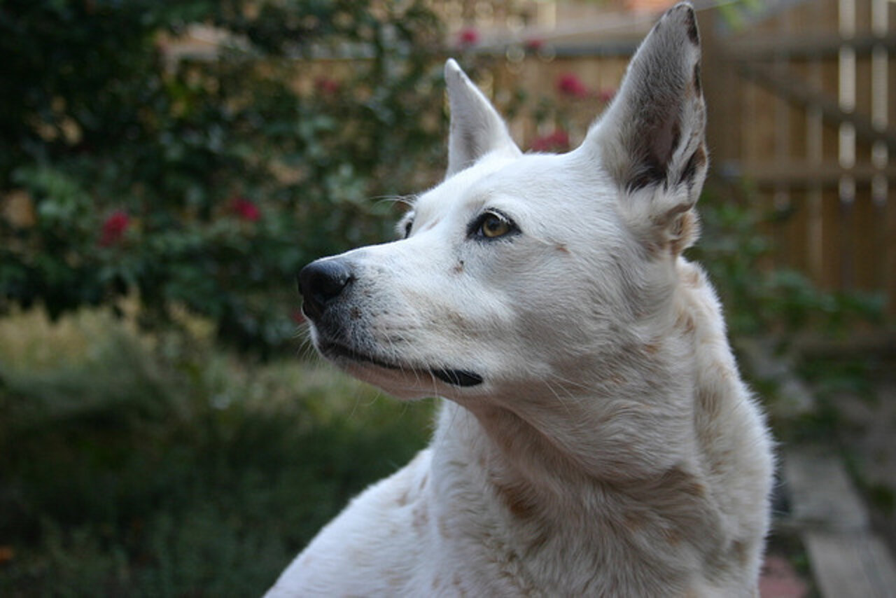 The 6 Stages Of Taking Your Dog Outside - The Dodo