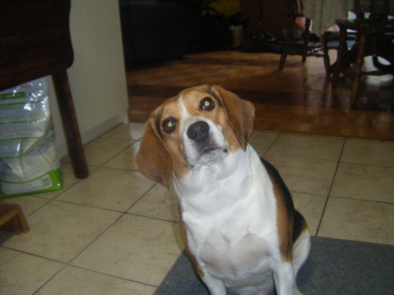 The 6 Stages Of Taking Your Dog Outside - The Dodo