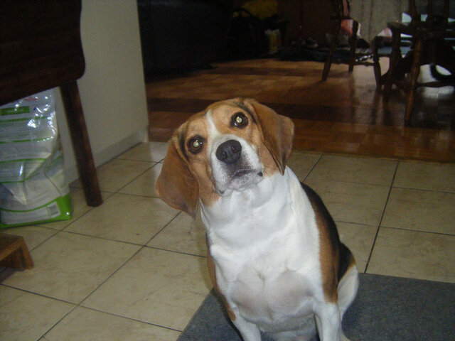 The 6 Stages Of Taking Your Dog Outside - The Dodo