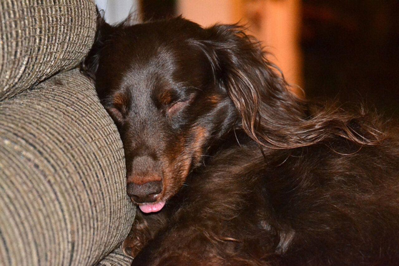 The 6 Stages Of Taking Your Dog Outside - The Dodo