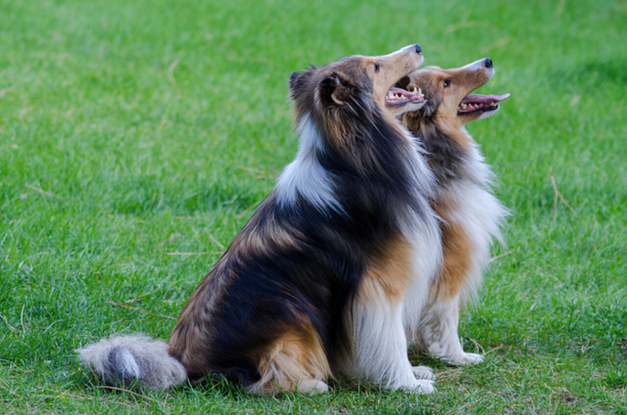 The 6 Stages Of Taking Your Dog Outside - The Dodo