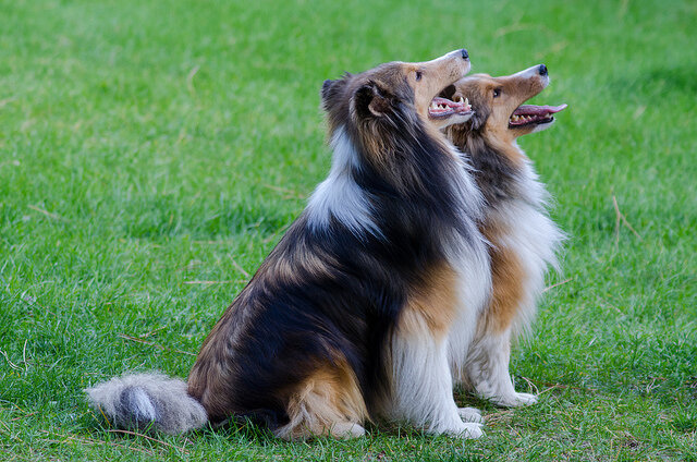 The 6 Stages Of Taking Your Dog Outside - The Dodo