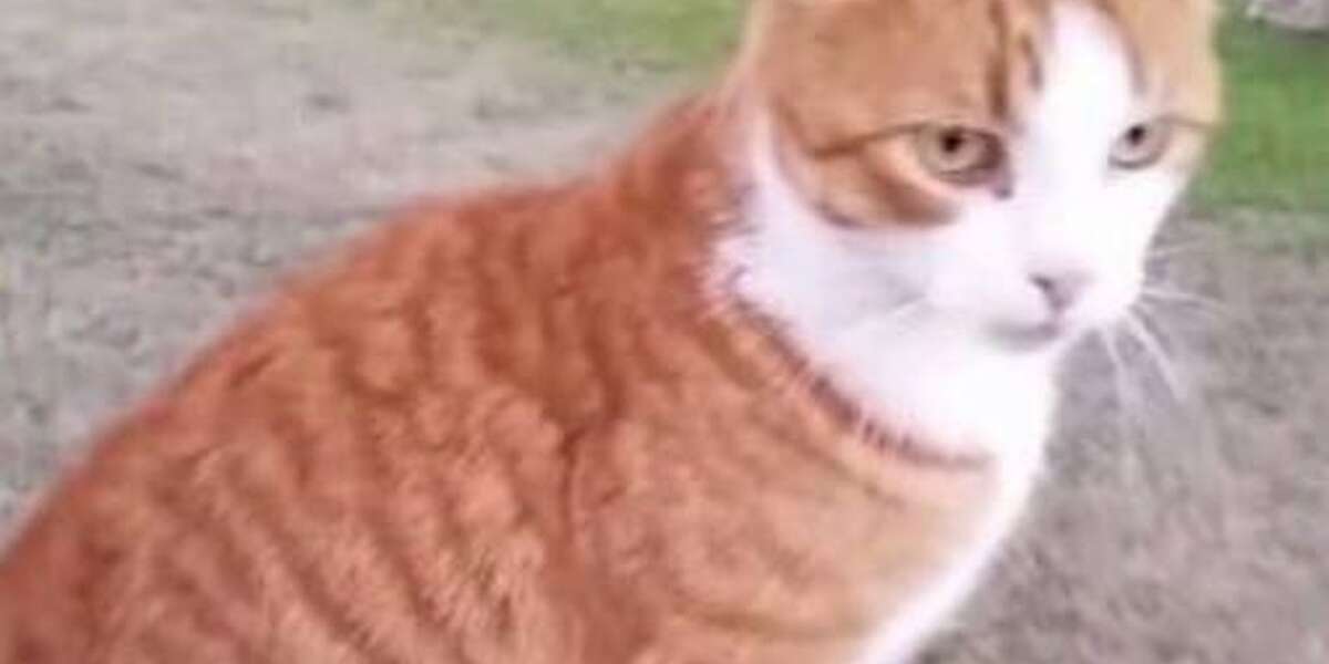 Veterinarian Who Bragged About Killing Cat With Arrow Comes Closer To ...