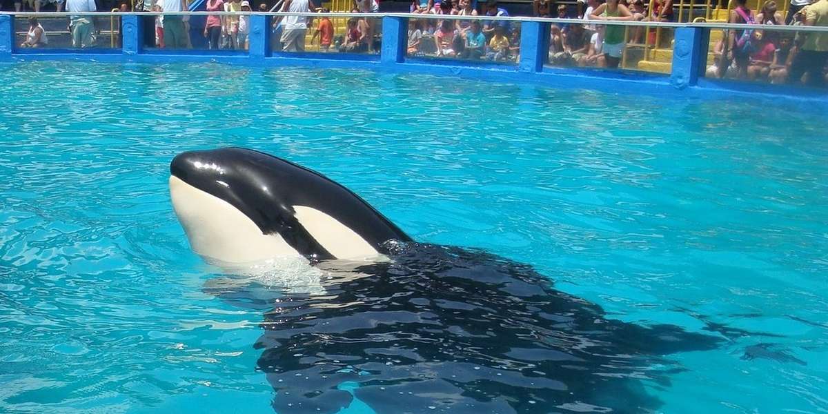 World's Loneliest Orca Is So Sick She Can Barely Even See - The Dodo