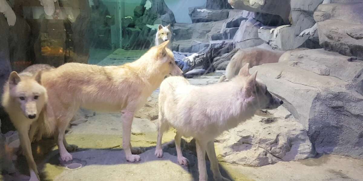 Hundreds Of Animals Forced To Live In Nightmare Mall "Zoo" - The Dodo