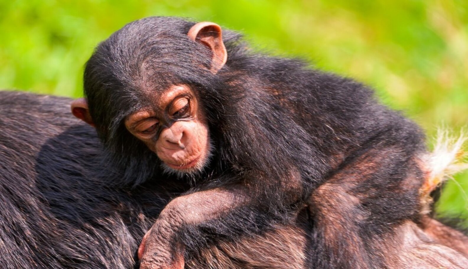 Family Values: Orphaned Chimpanzees Are Often Adopted And Cared For By ...