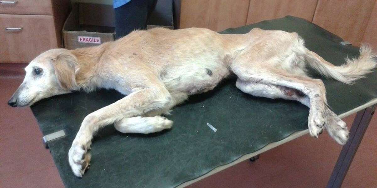 Discarded Dog Was Waiting To Die, Then She Found A Reason To Live - The ...