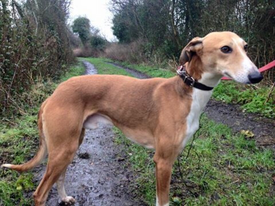 Discarded Dog Was Waiting To Die, Then She Found A Reason To Live - The ...