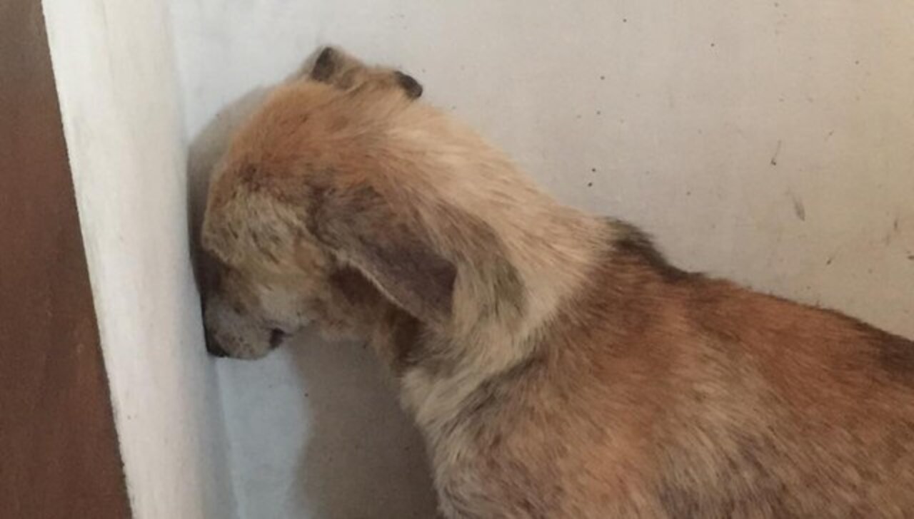 Discarded Dog Was Waiting To Die, Then She Found A Reason To Live - The ...