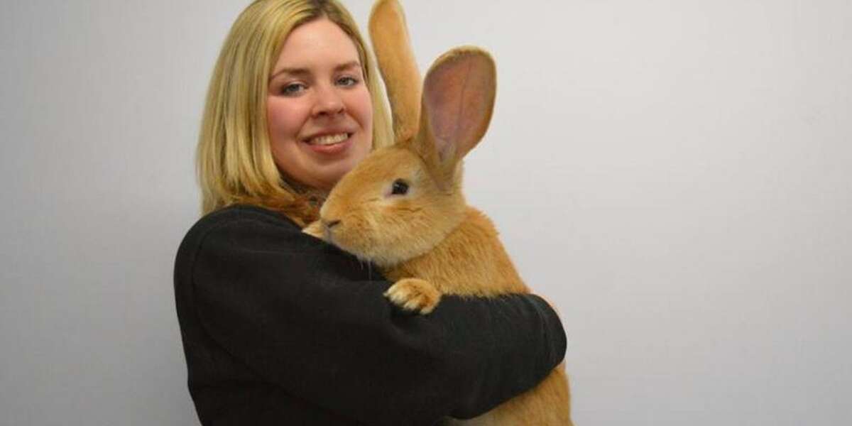 Giant Rabbit Is Looking For A Home — With Room To Grow - The Dodo
