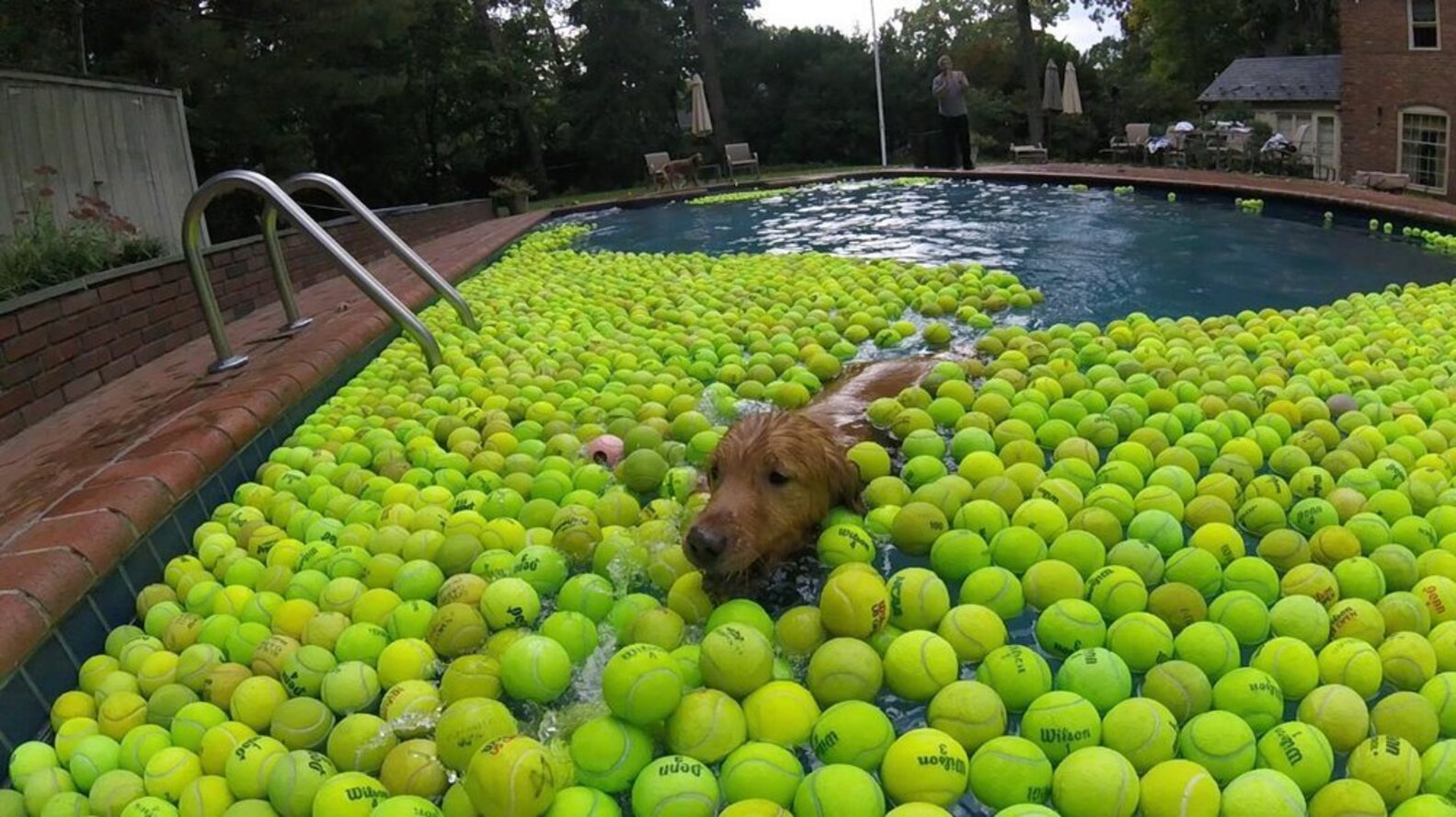 Rescue Dogs Can't Believe They Get To Play With 4,000 Tennis Balls ...