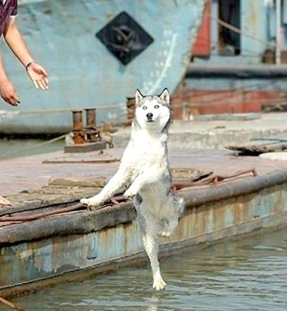 17 Hilarious, Perfectly Timed Photos Of Dogs - The Dodo