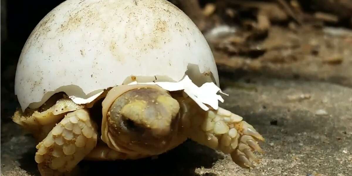 Baby Tortoise Is So Little He's Still Wearing His Egg - The Dodo