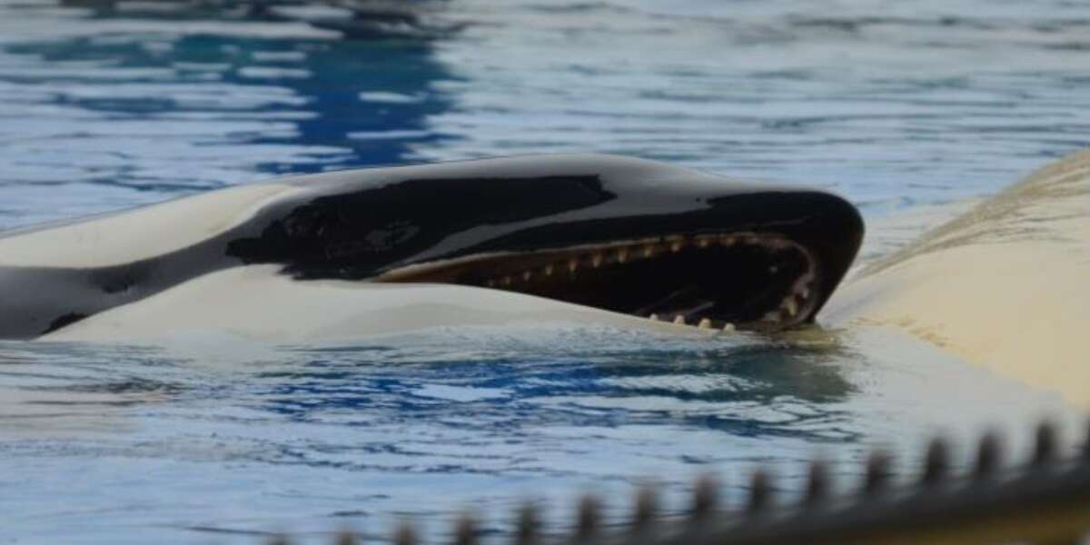 Swimming Through the Darkness- A Short Story about Morgan the Orca ...