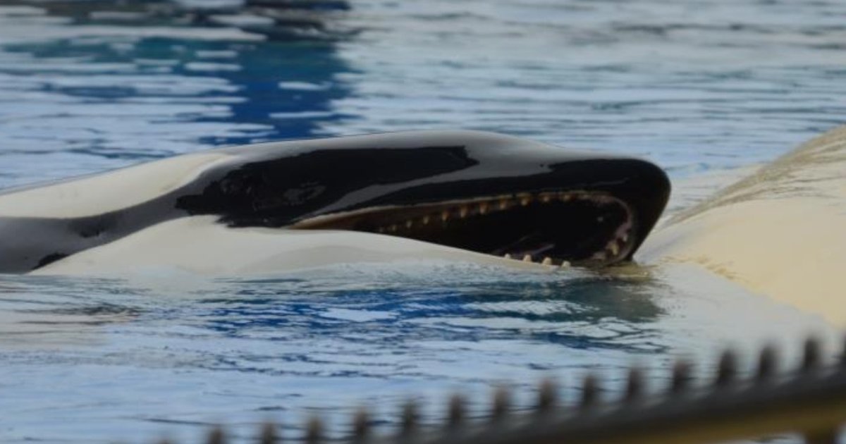 Swimming Through the Darkness- A Short Story about Morgan the Orca ...