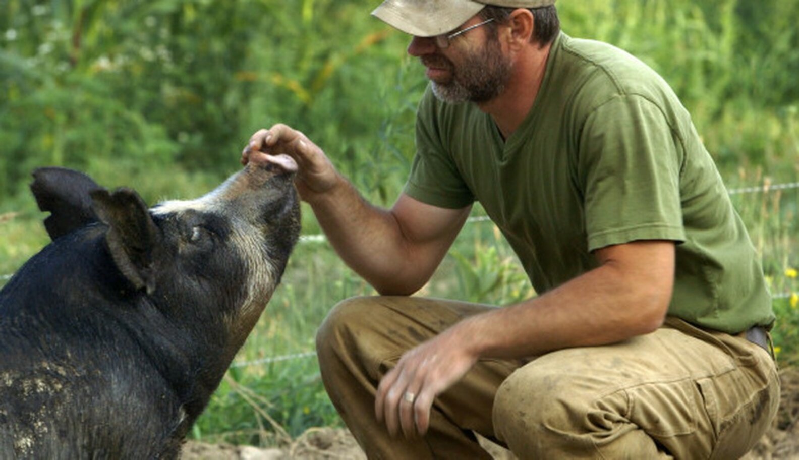 I Sent 2,000 Pigs To Slaughter And Struggle To Forgive Myself - The Dodo