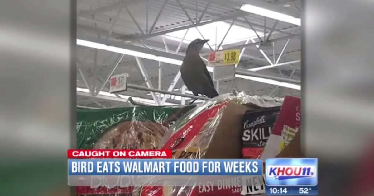 Bird Moves Into Walmart, Enjoys Free Food For Weeks - The Dodo