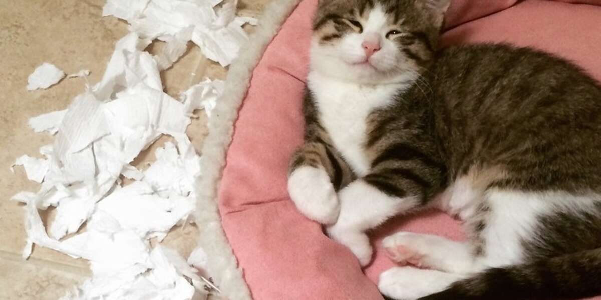 13 Cats Who Know More Than You Do, About Everything - The Dodo