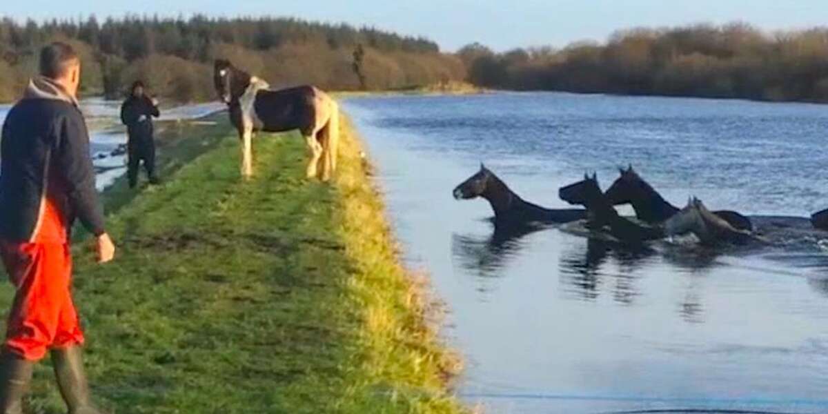 People Jump Into Flooding River To Help Horses Swim To Safety - The Dodo