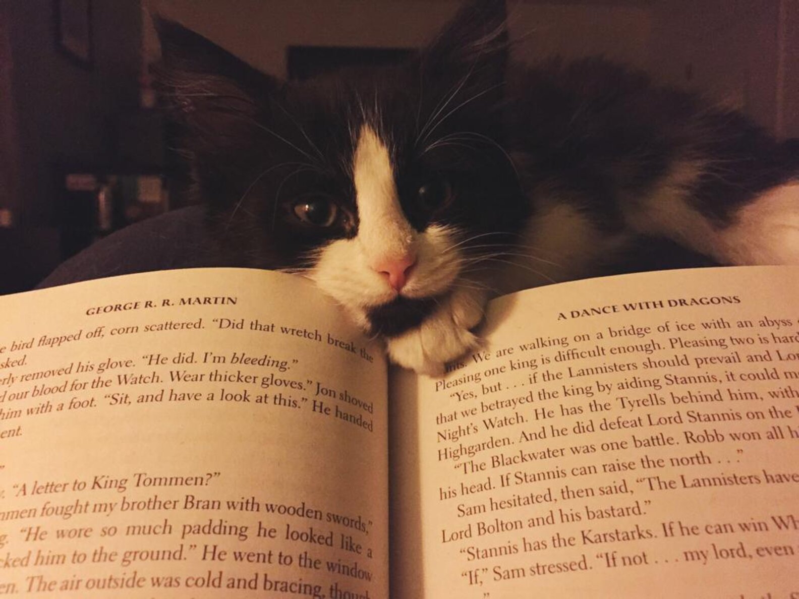13 Cats Who Know More Than You Do, About Everything - The Dodo