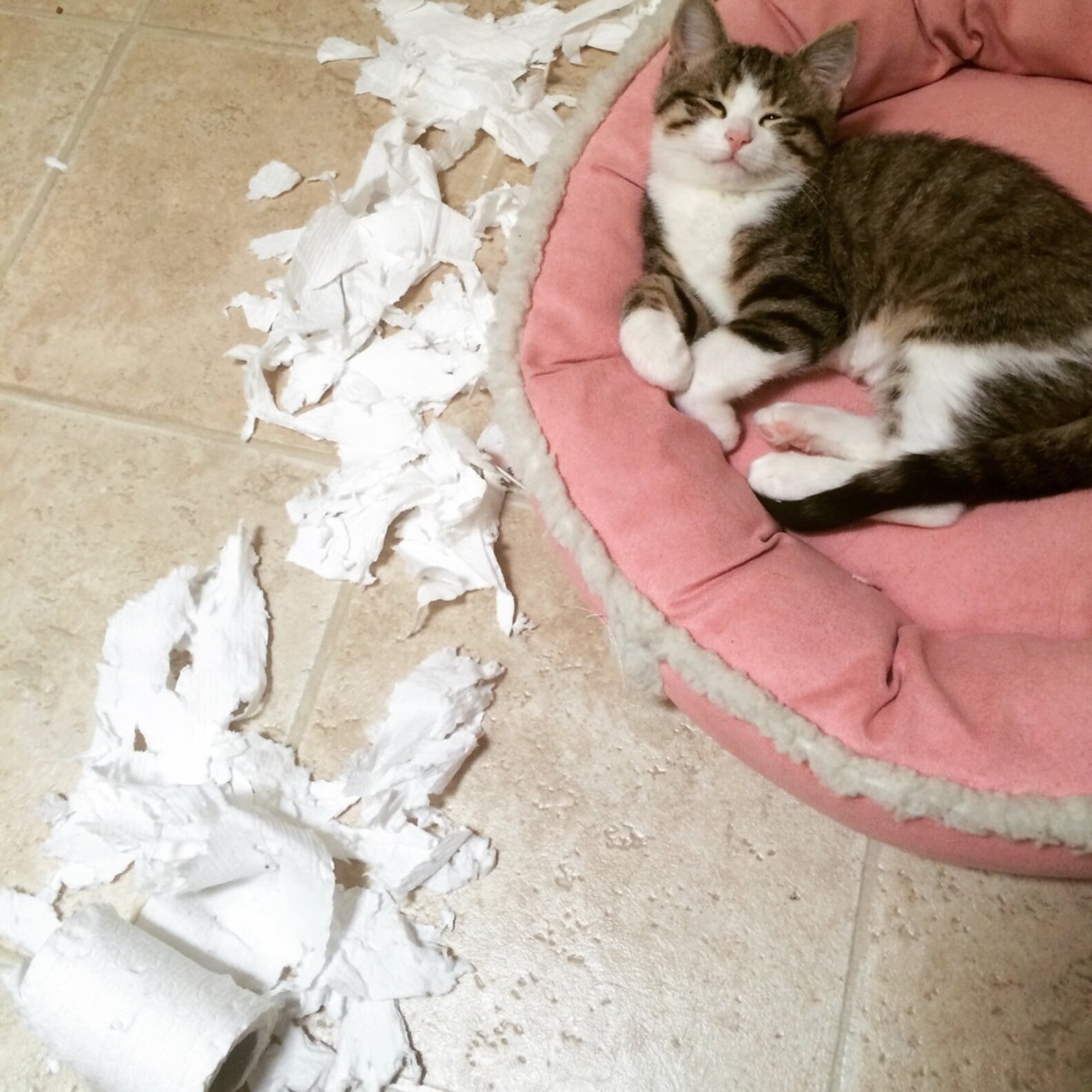 13 Cats Who Know More Than You Do, About Everything - The Dodo