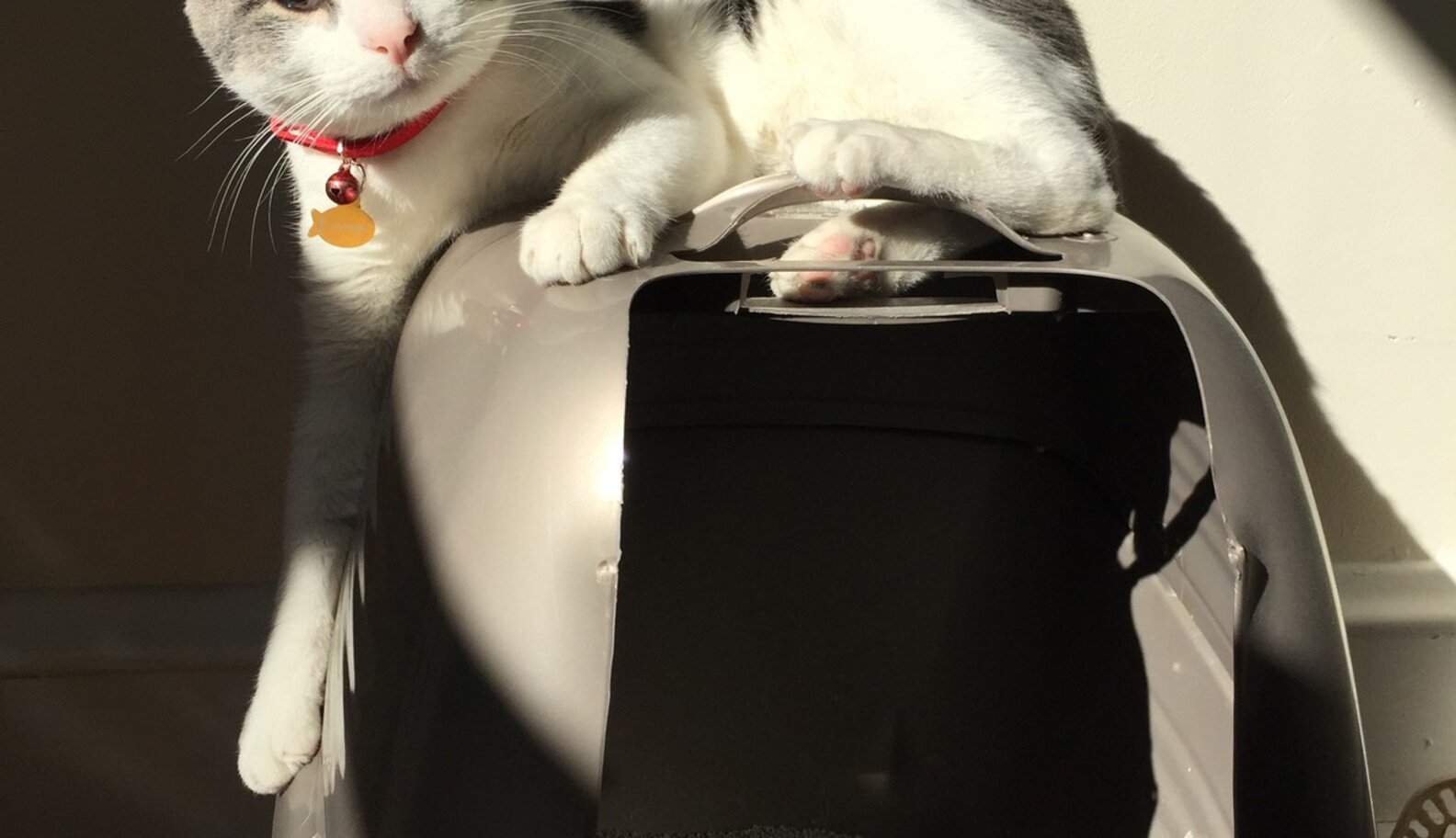 13 Cats Who Know More Than You Do, About Everything - The Dodo