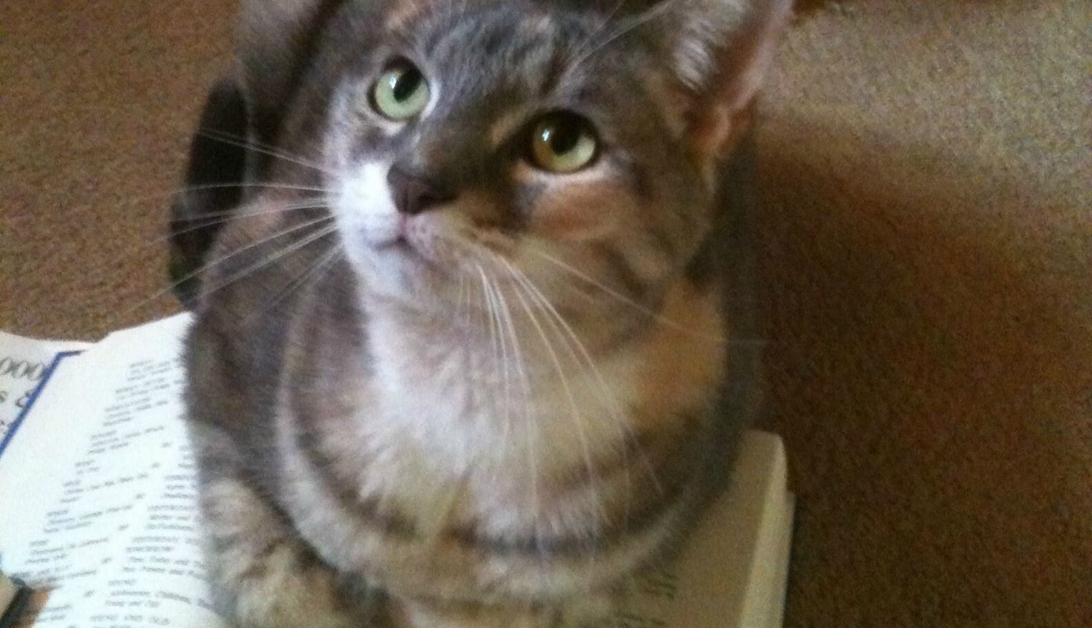 13 Cats Who Know More Than You Do, About Everything - The Dodo