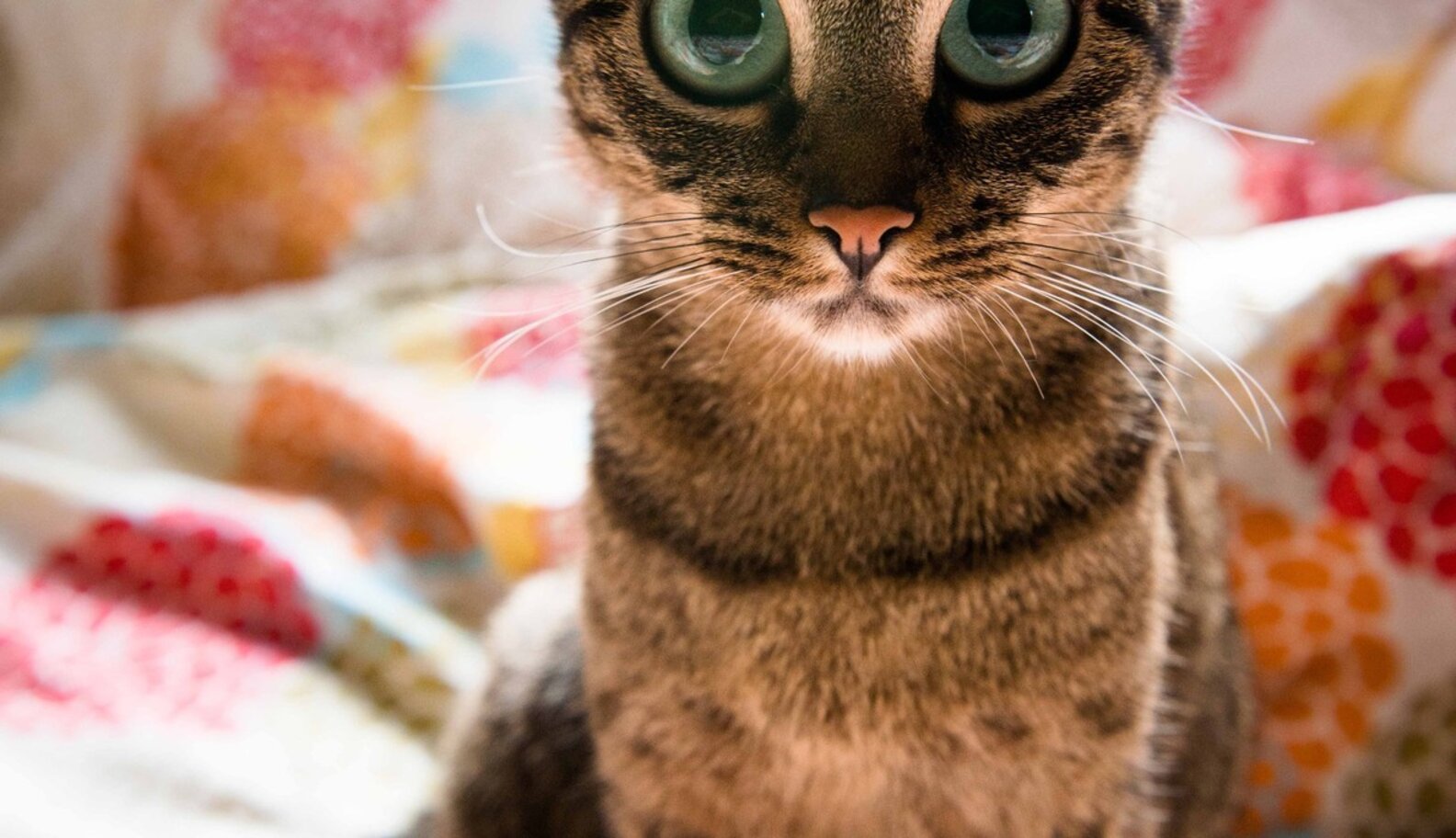 13 Cats Who Know More Than You Do, About Everything - The Dodo