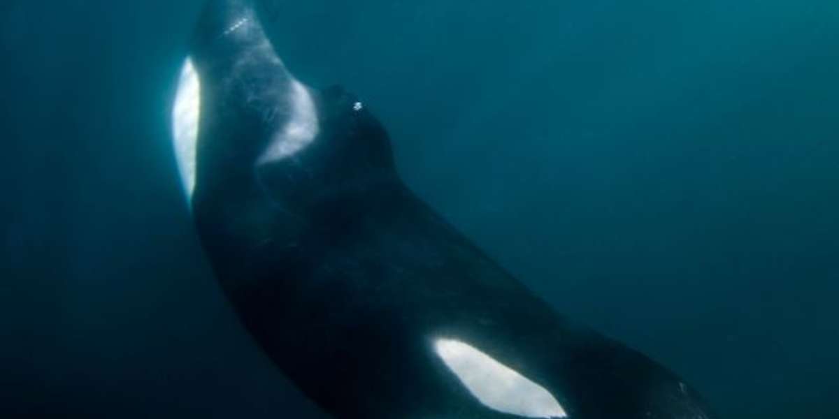 Evidence of family compassion in Orca http://t.co/MEkKM2hvb9 They need ...