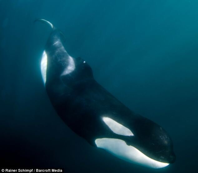 Evidence of family compassion in Orca http://t.co/MEkKM2hvb9 They need ...