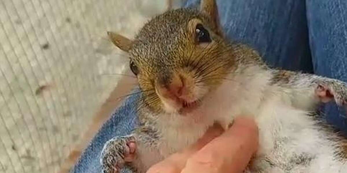 Rescued Squirrel Has A Safe Home Now - The Dodo