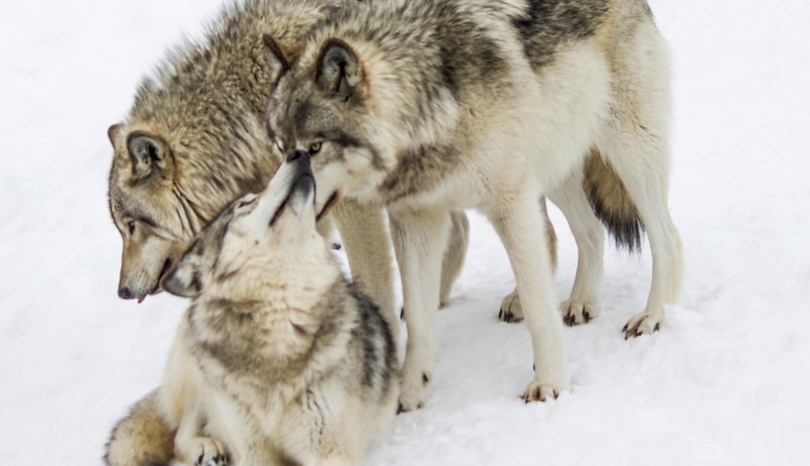 Story Behind The Shot: Photographing Gray Wolves - The Dodo